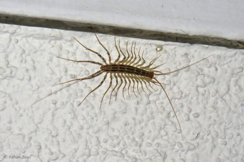 Menden: Spinnenläufer am 19.08.2021 (Fabian Zosel) – OAG Kreis Unna