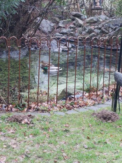 Fröndenberg: Stockentenpaar, 03.02.2024 (Brigitte und Burkhard Koll ...